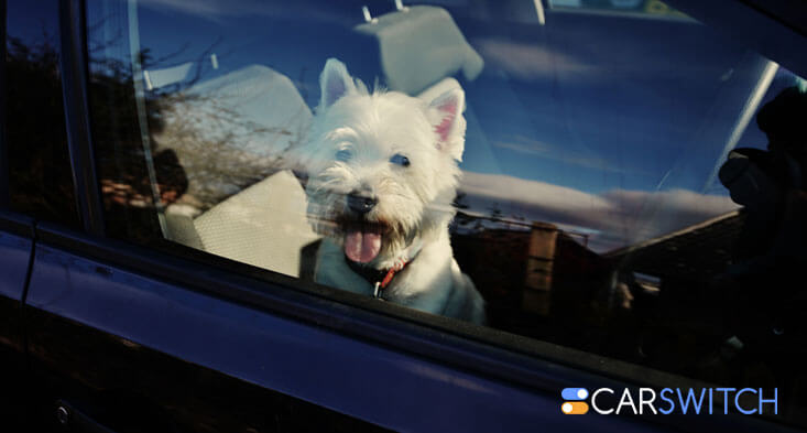 Don't Drive with Unrestrained Pets in Sharjah | CarSwitch